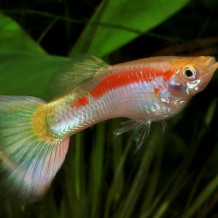 Livebearers – Tropical Aquatic World